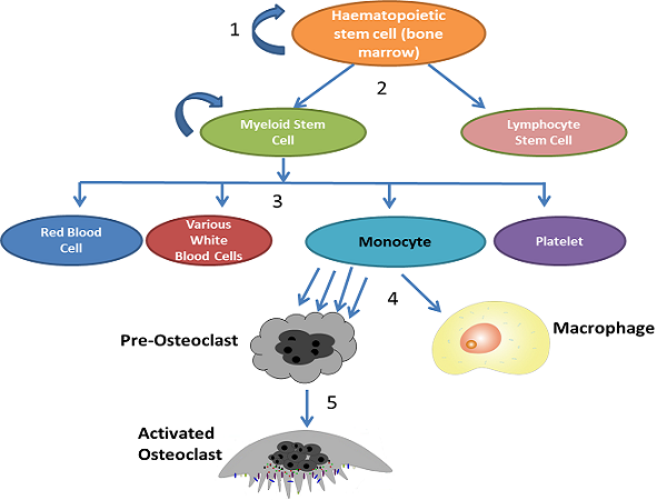 Diagram Showing Evolution Of Osteoblasts And Osteoclasts