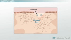 Osteoclasts Meaning
