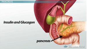 Pancreas: Functions, Anatomy & Insulin Production - Video & Lesson ...