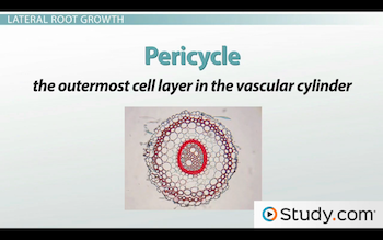 Root System Growth: The Root Cap, Primary Roots & Lateral Roots - Video ...