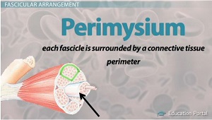 Skeletal Muscle Organization: Connective Tissue and Layers - Video ...