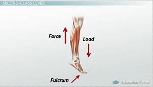 How Muscle Levers Affect Muscle Efficiency - Video & Lesson Transcript ...