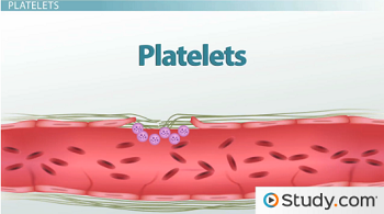Blood Coagulation and Wound Healing - Video & Lesson Transcript | Study.com