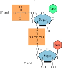Polynucleotide Strand