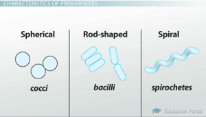 The Evolution of Prokaryotes: Archaebacteria and Eubacteria - Video ...