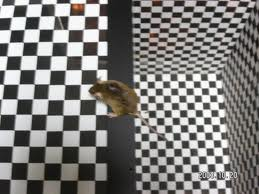 Visual Cliff Experiment - Video & Lesson Transcript | Study.com