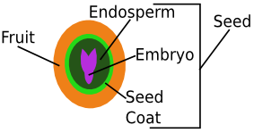 Endosperm: Definition, Function & Development | Study.com