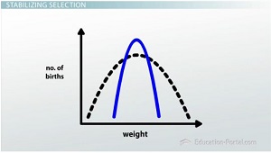 Stabilizing Selection Example