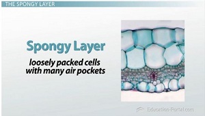 Structure of Leaves: The Epidermis, Palisade and Spongy Layers - Video ...