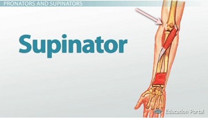 Arm Muscles: Anatomy, Support & Movement - Video & Lesson Transcript ...