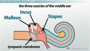 The Ear: Middle Structures and Hearing Functions - Video & Lesson ...