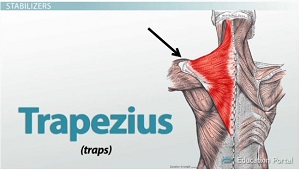 Shoulder Muscles: Anatomy, Support & Movement - Video & Lesson ...