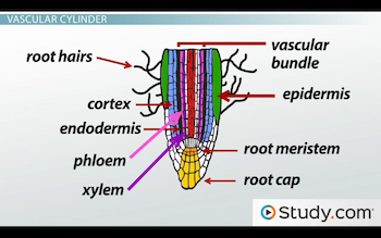 Primary Root Tissue, Root Hairs and the Plant Vascular Cylinder - Video ...