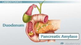 Digestive System - Videos & Lessons | Study.com