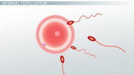 What is Human Fertilization? - Process, Definition & Symptoms - Video ...
